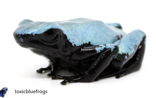 Poison Dart Frog Species Galactonotus