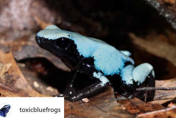 Poison Dart Frog Species Galactonotus