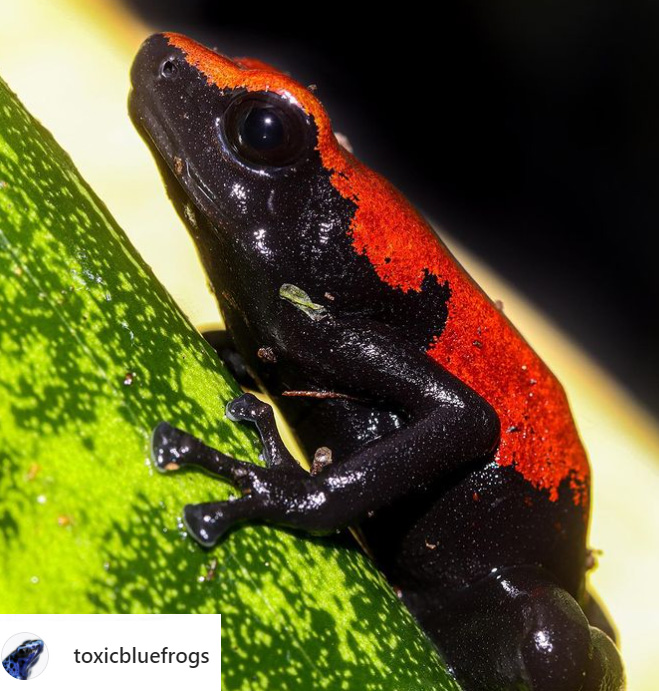 Poison Dart Frog Species Galactonotus