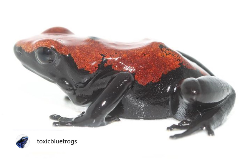 Poison Dart Frog Species Galactonotus