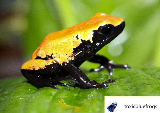 Poison Dart Frog Species Galactonotus
