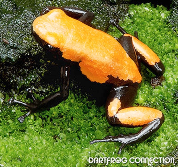 Poison Dart Frog Species Galactonotus
