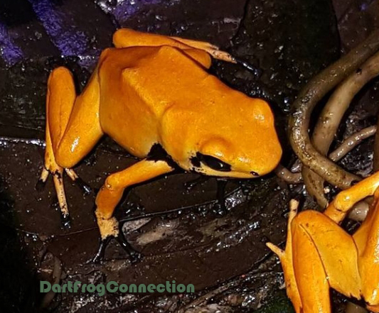 Poison Dart Frog Species Galactonotus