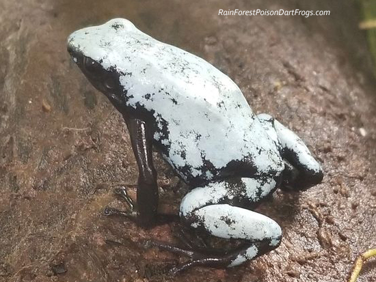 Poison Dart Frog Species Galactonotus