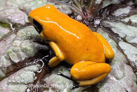 Poison Dart Frog Species Galactonotus