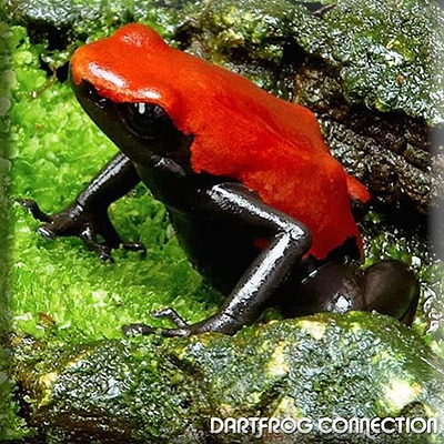 Poison Dart Frog Species Galactonotus