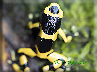 Poison Dart Frog Species Leucomelas