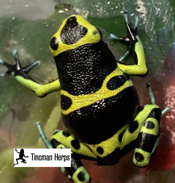 Poison Dart Frog Species Leucomelas