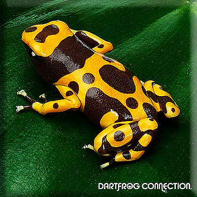 Poison Dart Frog Species Leucomelas