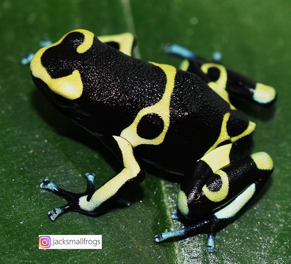 Poison Dart Frog Species Leucomelas