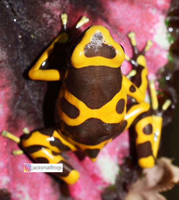 Poison Dart Frog Species Leucomelas