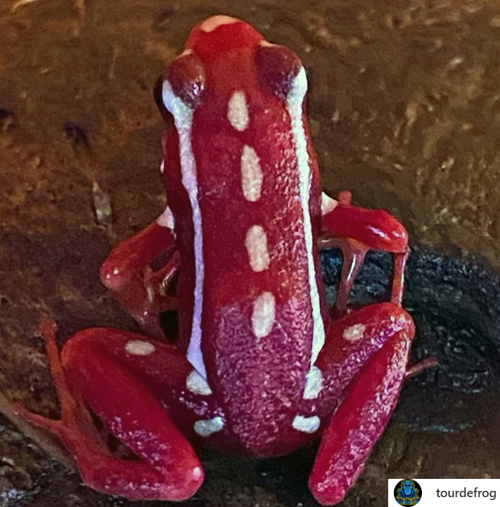 Poison Dart Frog Species Anthonyi