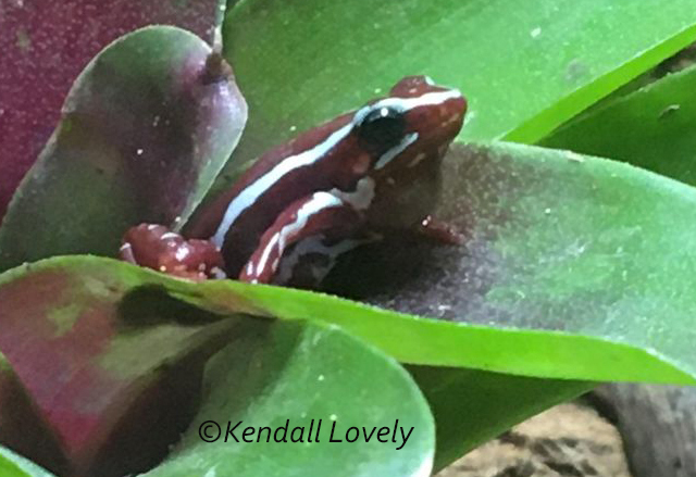 Poison Dart Frog Species Anthonyi