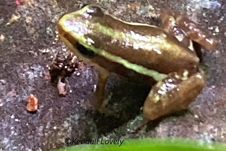Poison Dart Frog Species Anthonyi
