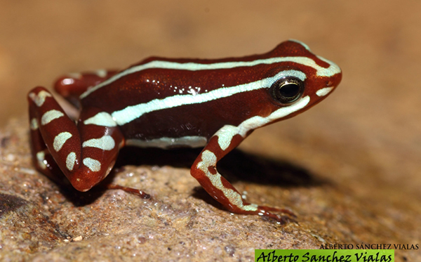 Poison Dart Frog Species Anthonyi
