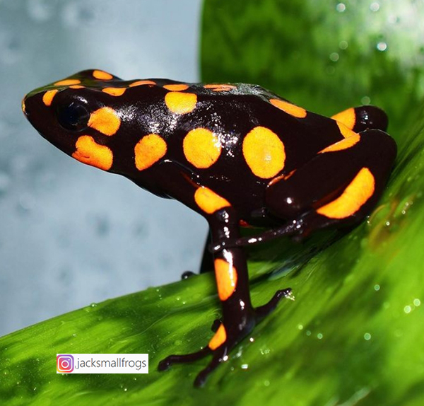 Poison Dart Frog Species Histrionica