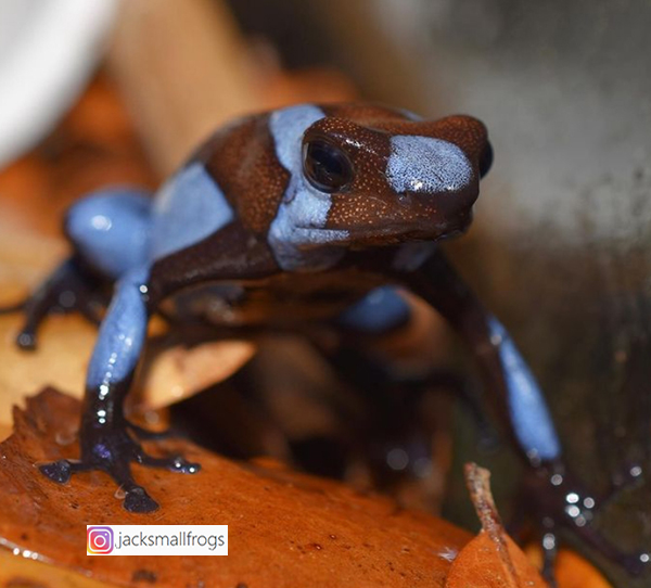 Poison Dart Frog Species Histrionica