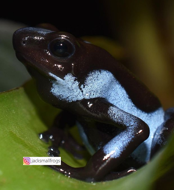 Poison Dart Frog Species Histrionica