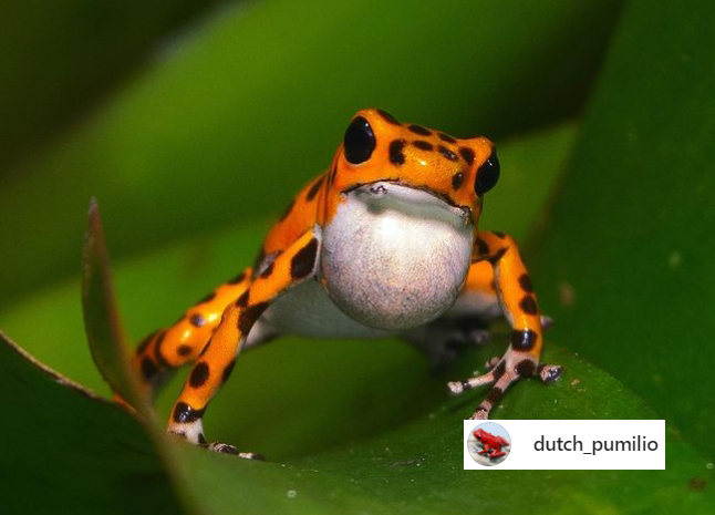 Poison Dart Frog Species Pumilio