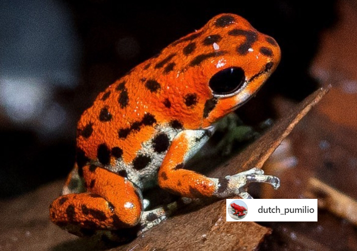 Poison Dart Frog Species Pumilio