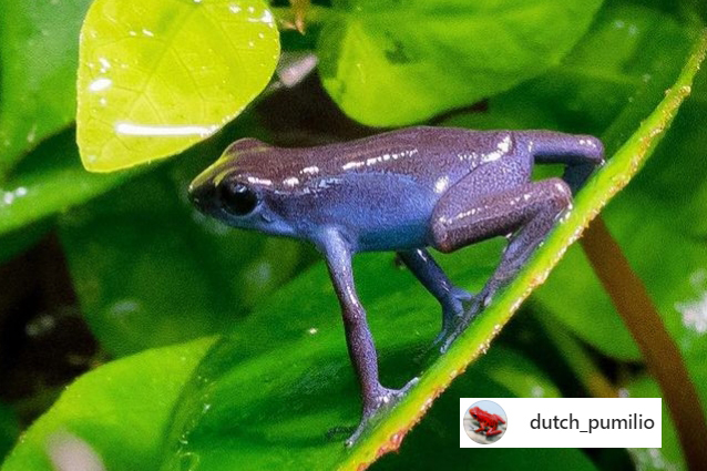 Poison Dart Frog Species Pumilio