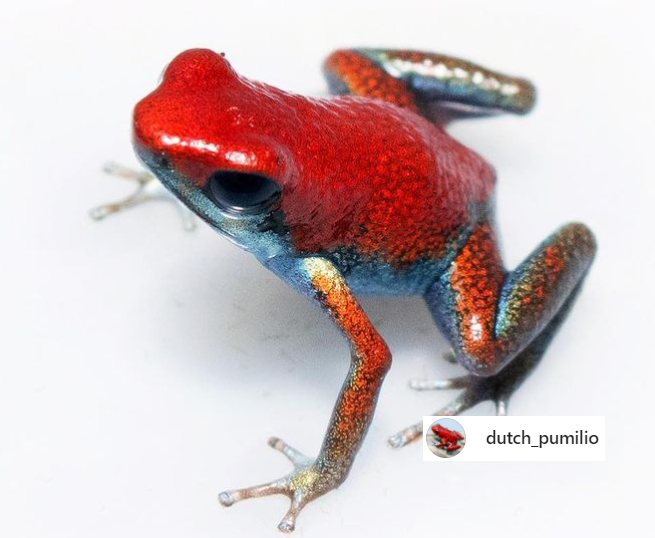 Poison Dart Frog Species Pumilio