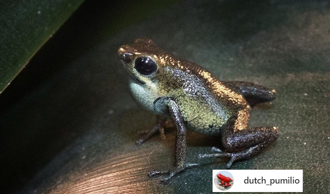 Poison Dart Frog Species Pumilio