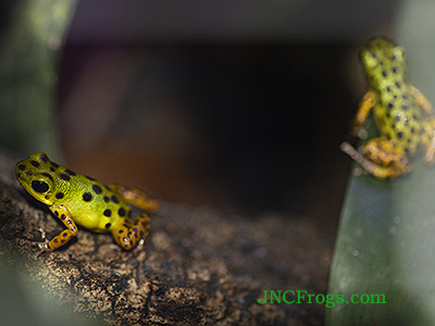 Poison Dart Frog Species Pumilio