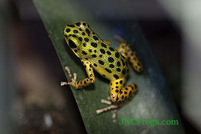 Poison Dart Frog Species Pumilio