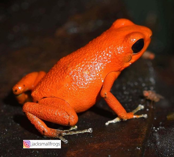 Poison Dart Frog Species Pumilio