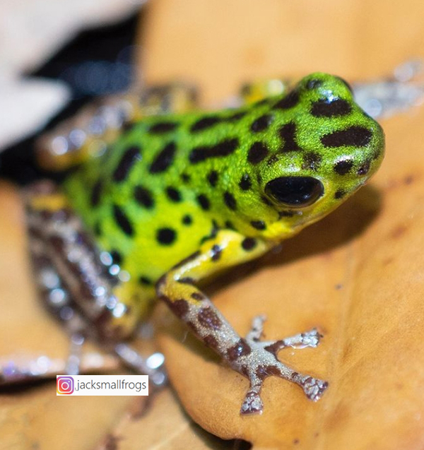 Poison Dart Frog Species Pumilio