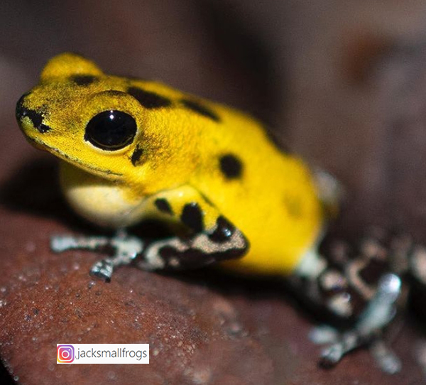 Poison Dart Frog Species Pumilio