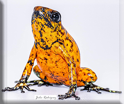Poison Dart Frog Species Sylvatica