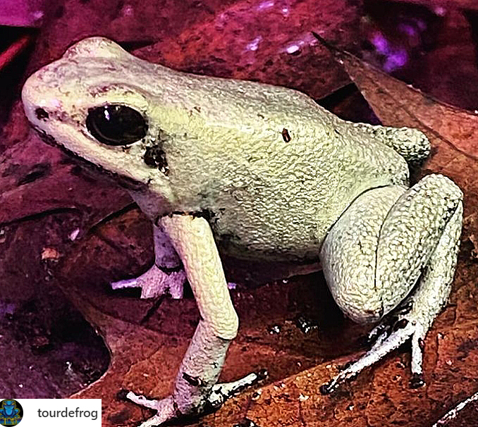 Poison Dart Frog Species Terribilis