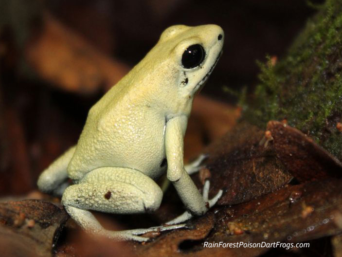 Poison Dart Frog Species Terribilis