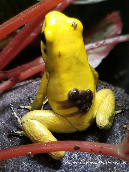 Poison Dart Frog Species Terribilis