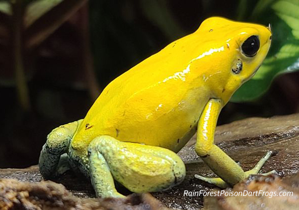 Poison Dart Frog Species Terribilis