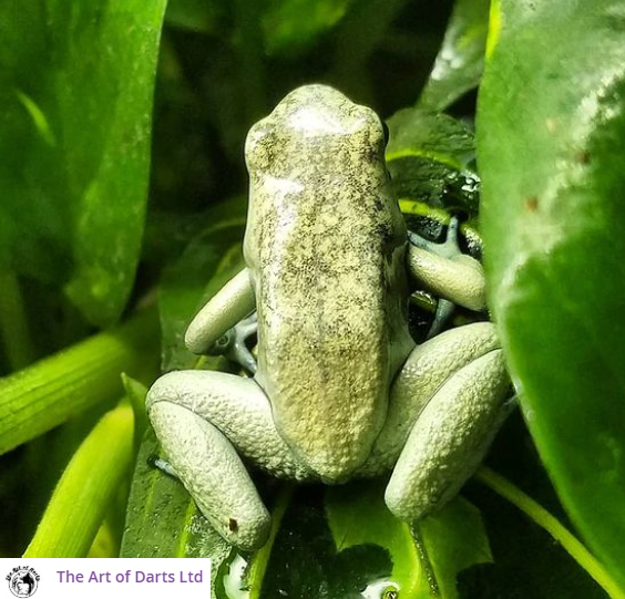 Poison Dart Frog Species Terribilis