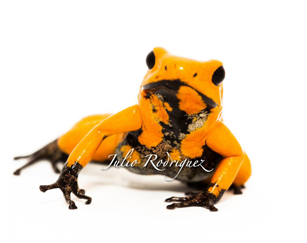 Poison Dart Frog Species Terribilis