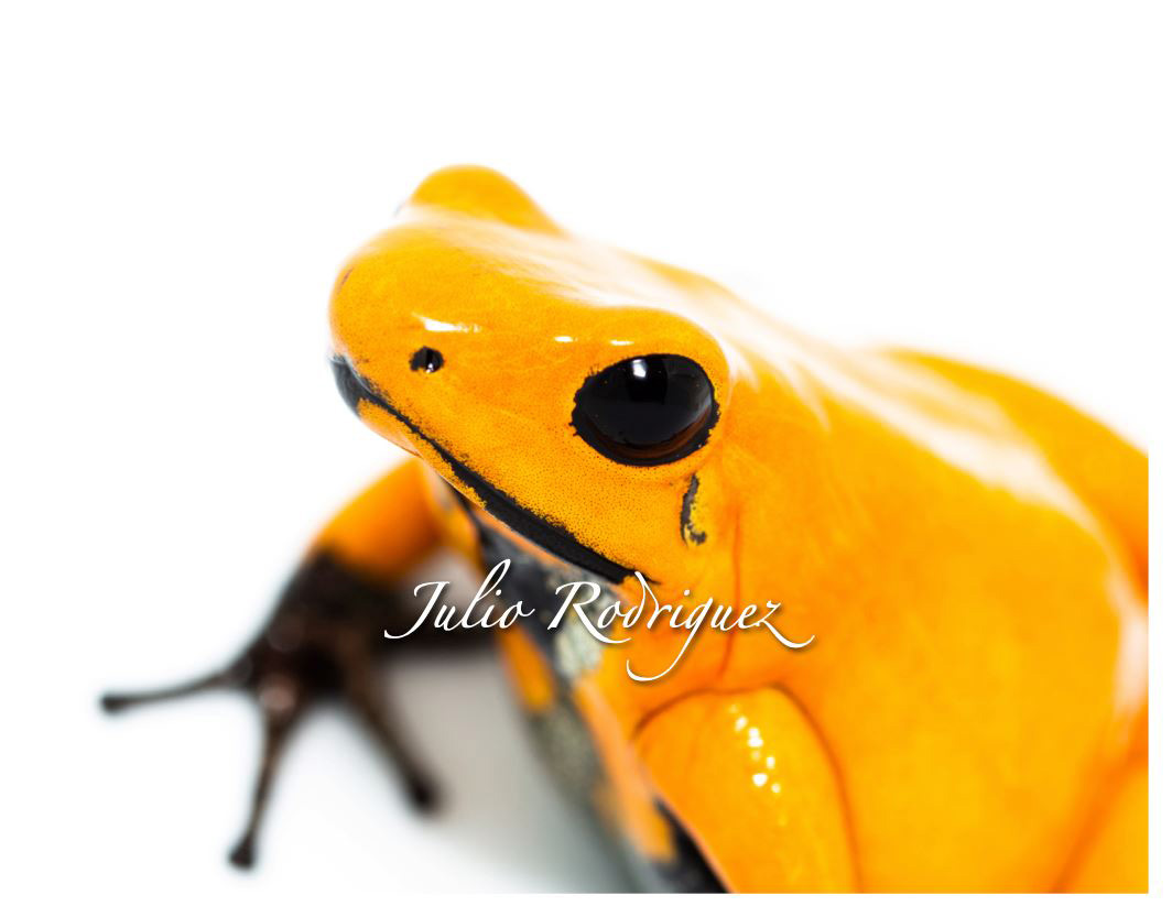 Poison Dart Frog Species Terribilis