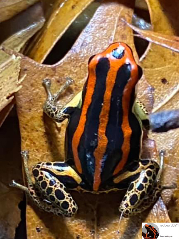 Poison Dart Frog Species Uakarii